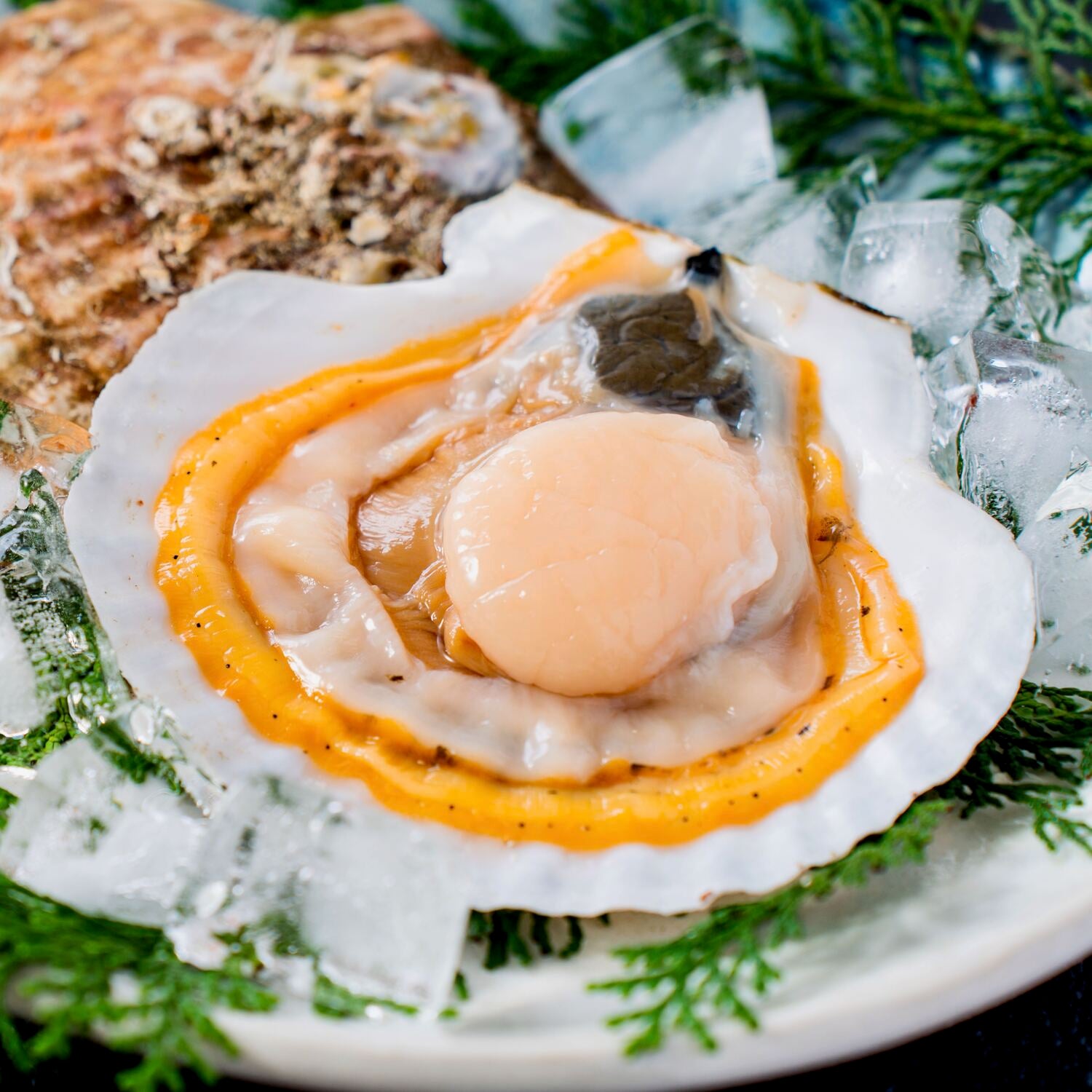 3年育てた大きなホタテ（殻付き）※ヘラ付き – NORTH DISH